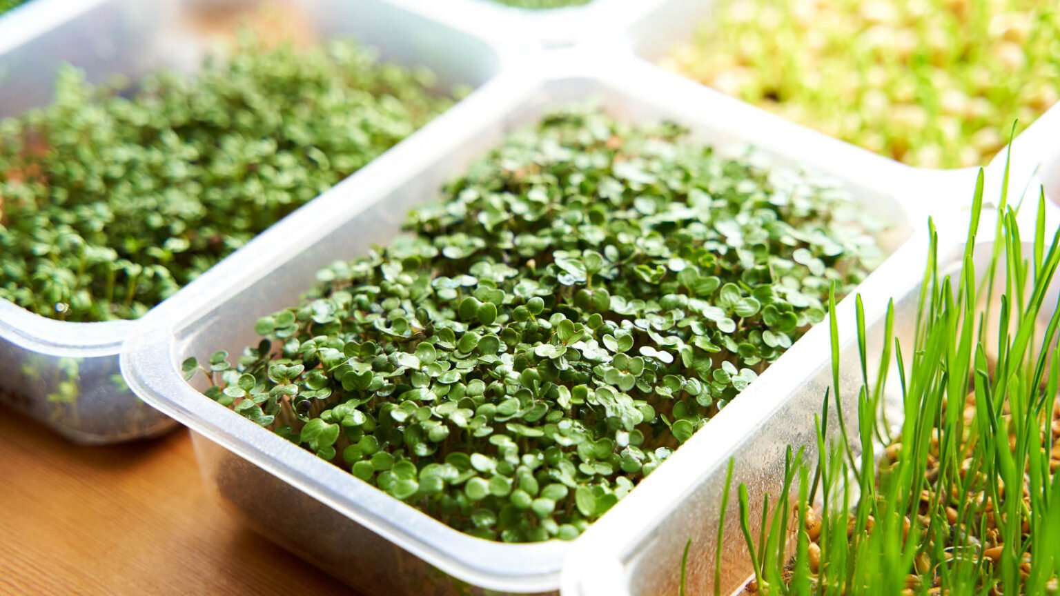 How To Grow Chia Microgreens In 5 Easy Steps