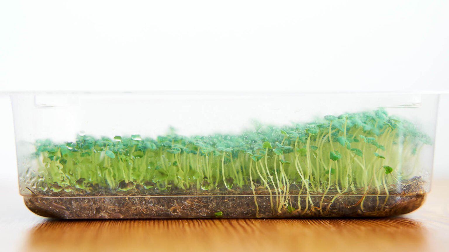 How To Grow Chia Microgreens In 5 Easy Steps