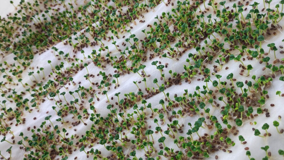 How To Grow Chia Microgreens In 5 Easy Steps