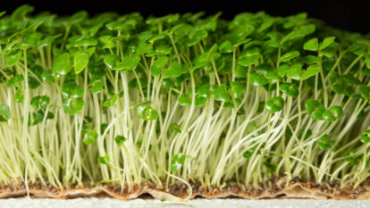 How to Plant, Grow, and Care for Chia