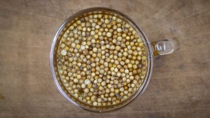 How to Grow Cilantro Microgreens in 6 Easy Steps