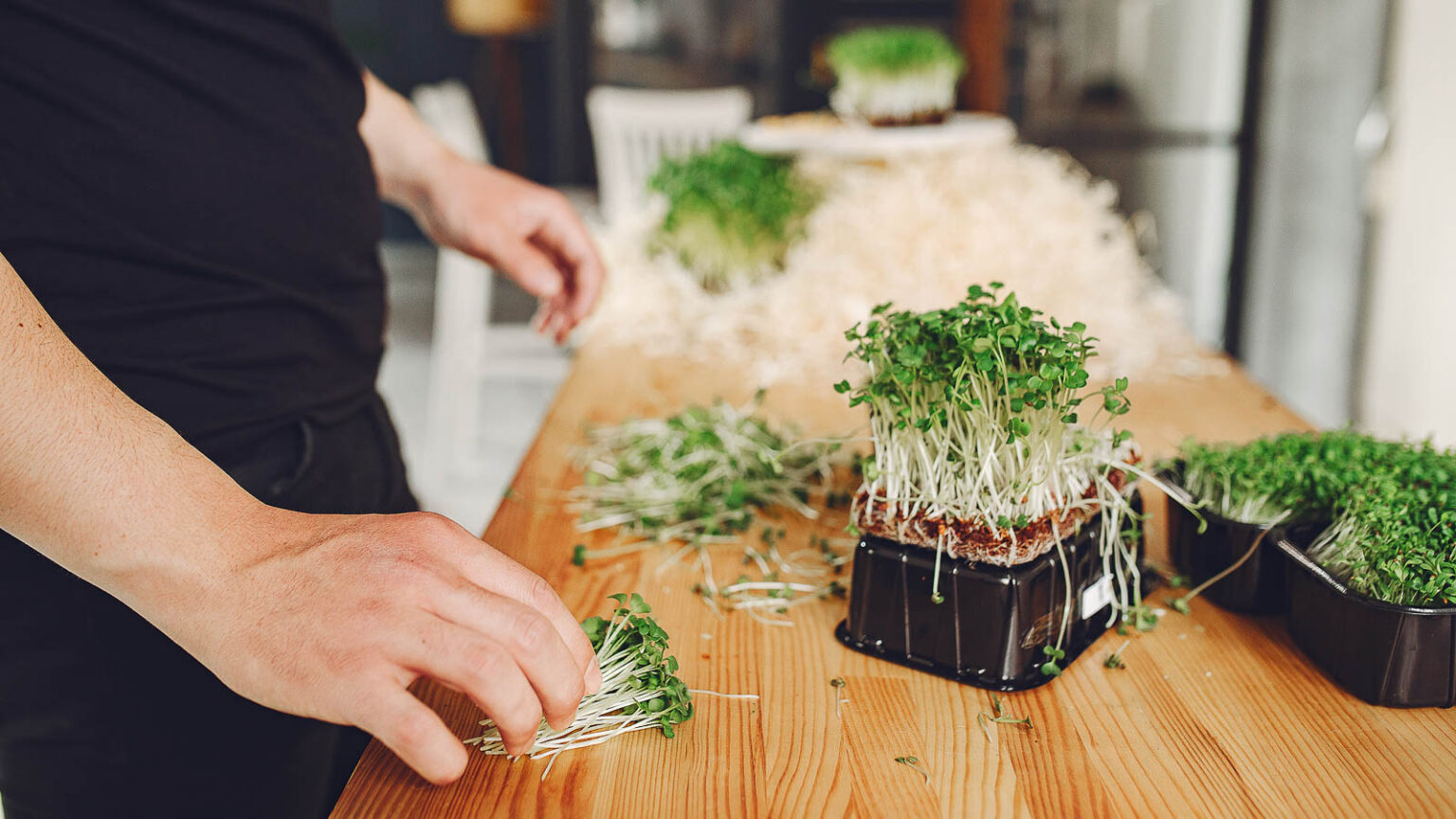 How to Grow Cilantro Microgreens in 6 Easy Steps