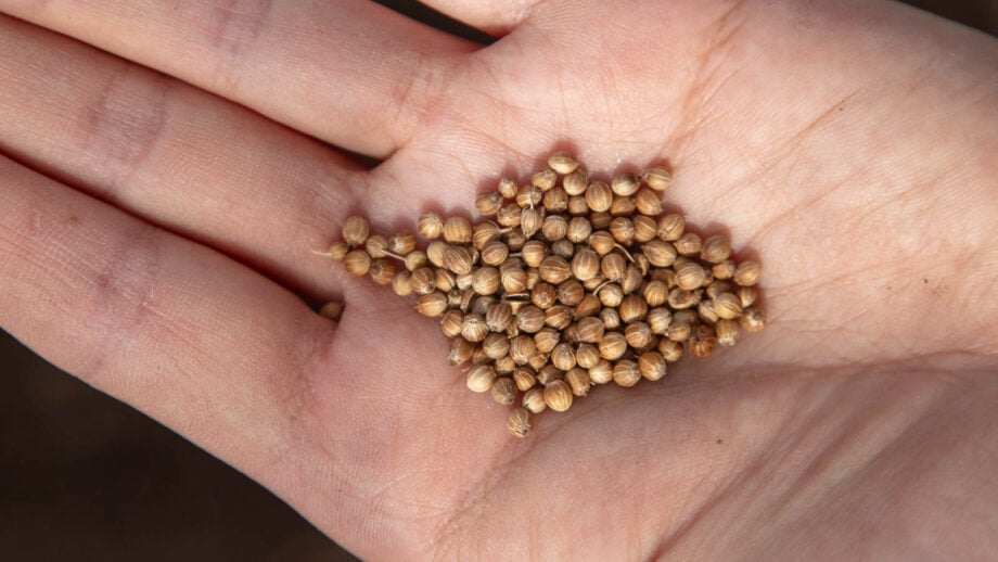 How to Grow Cilantro Microgreens in 6 Easy Steps