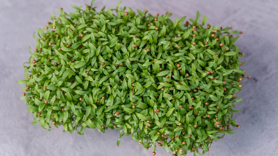 How to Grow Cilantro Microgreens in 6 Easy Steps