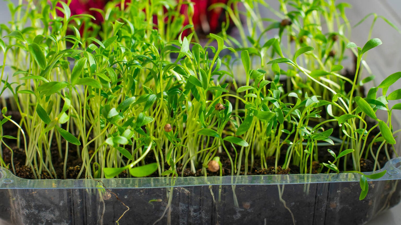 How to Grow Cilantro Microgreens in 6 Easy Steps