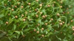 How to Grow Cilantro Microgreens in 6 Easy Steps