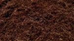 How to Grow Cilantro Microgreens in 6 Easy Steps