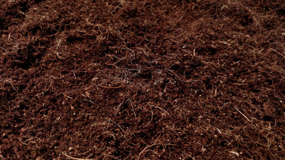 How to Grow Cilantro Microgreens in 6 Easy Steps