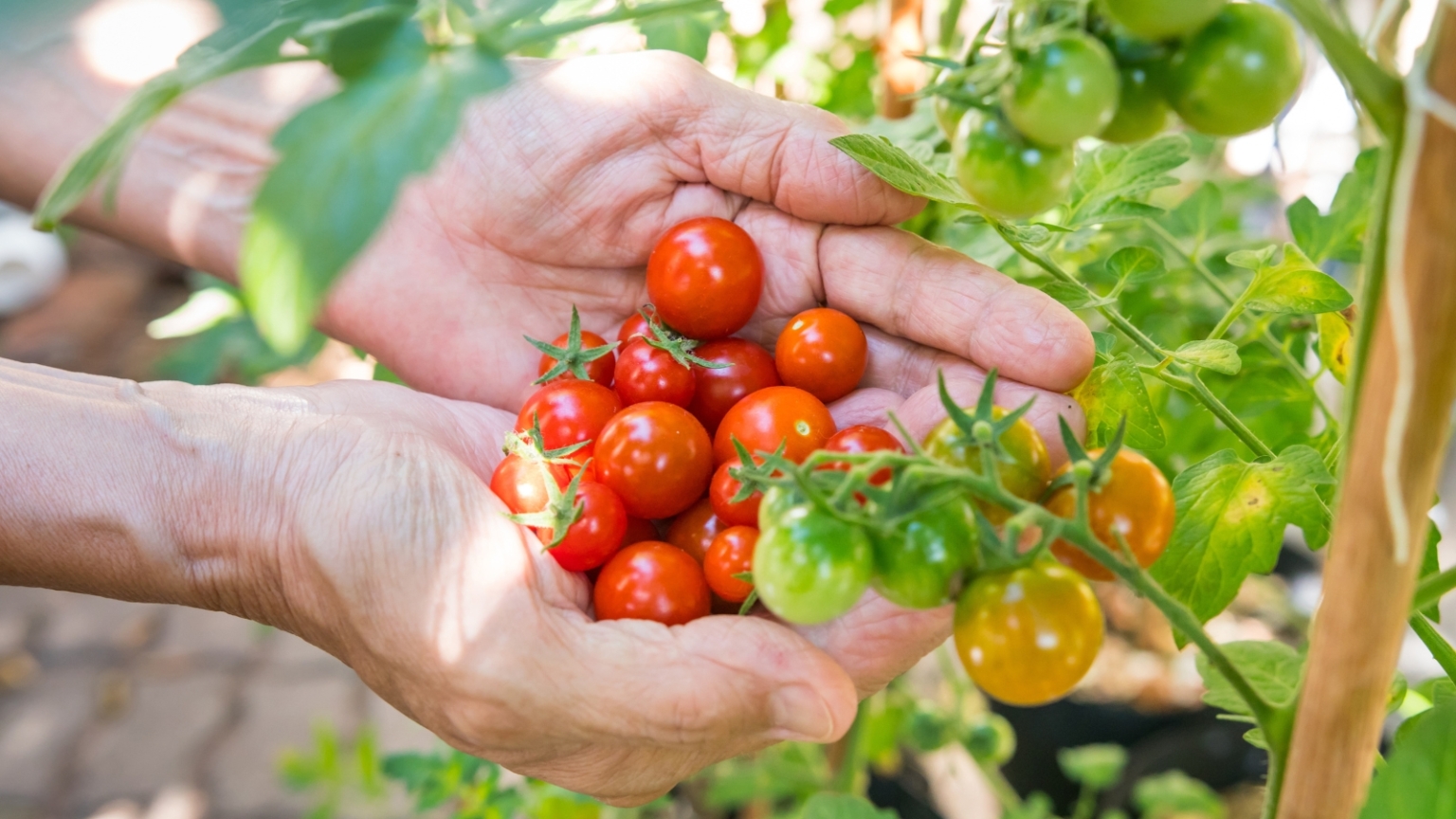 13 Garden Tasks to do in July