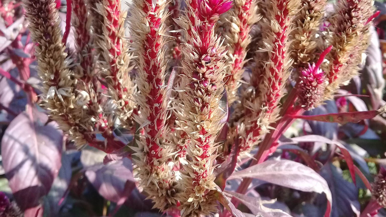 How to Plant, Grow, and Care for Amaranth