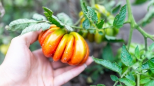 How to Plant, Grow, and Care for Heirloom Tomatoes