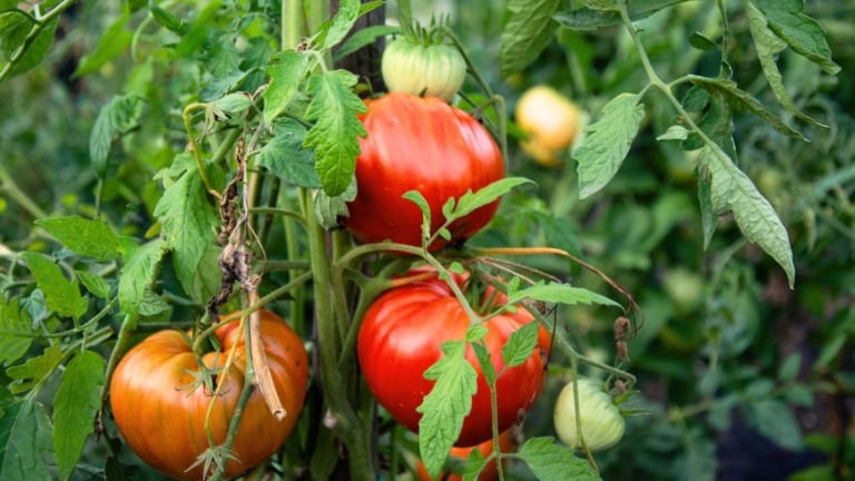 How to Plant, Grow, and Care for Heirloom Tomatoes