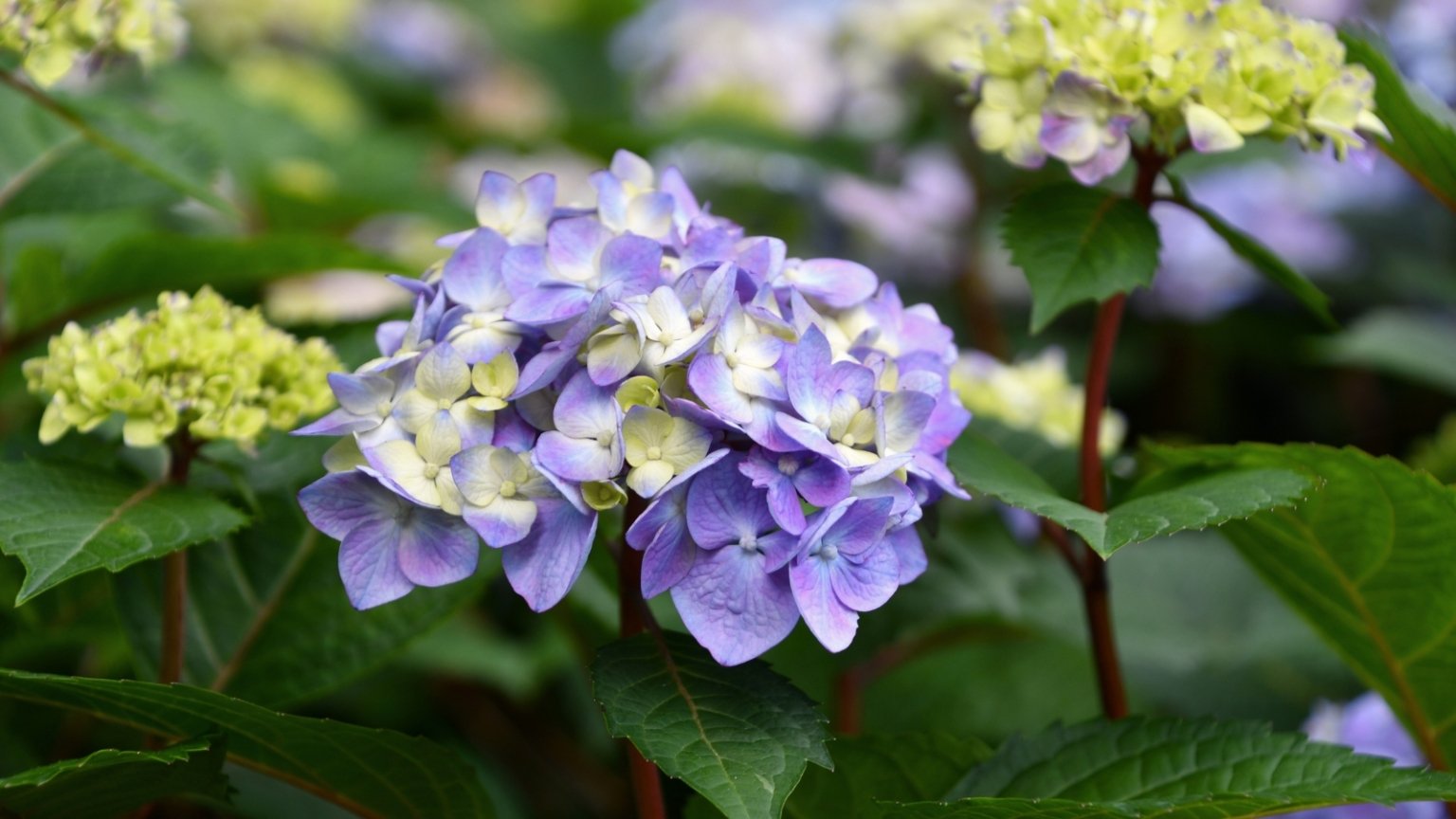 How to Plant, Grow, and Care for 'Endless Summer' Hydrangeas