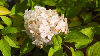 How to Plant, Grow, and Care for 'PeeGee' Hydrangeas