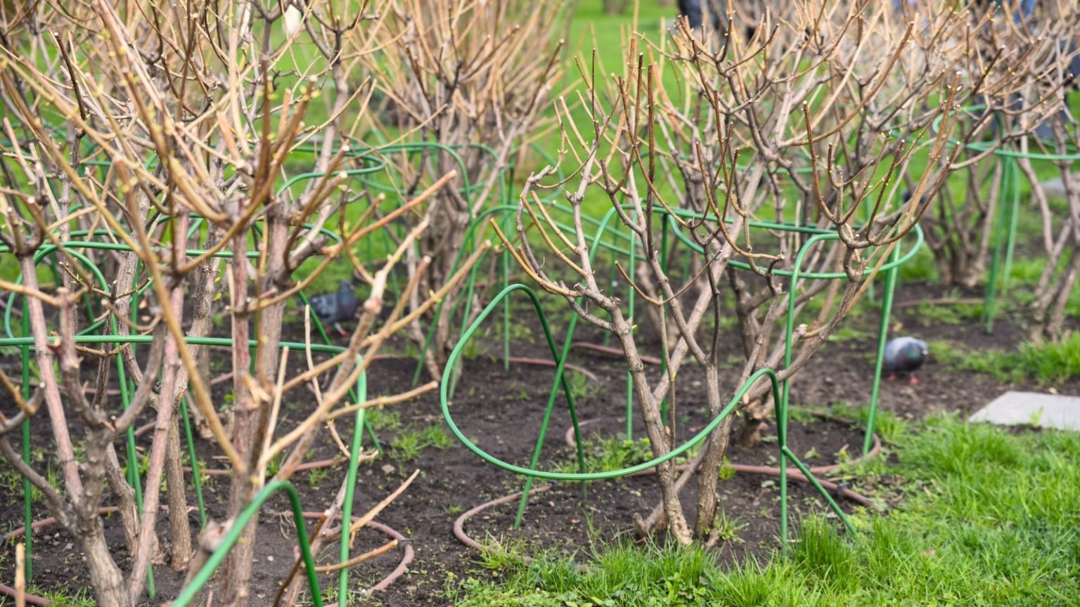 How to Plant, Grow, and Care for 'PeeGee' Hydrangeas