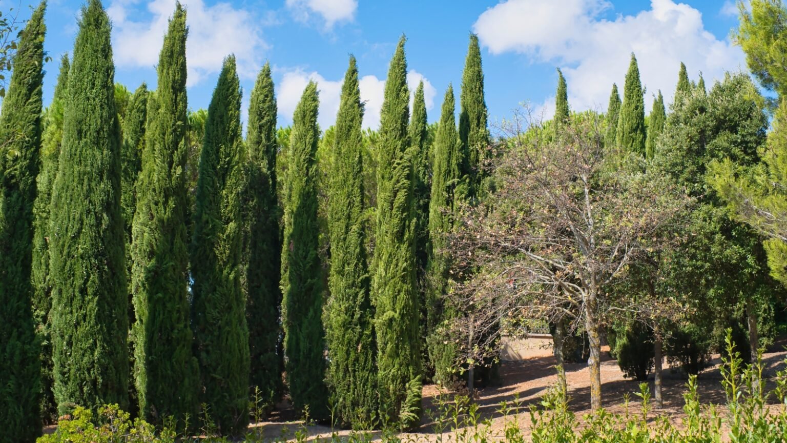 12 Narrow Columnar Trees for Small Spaces - Epic Gardening