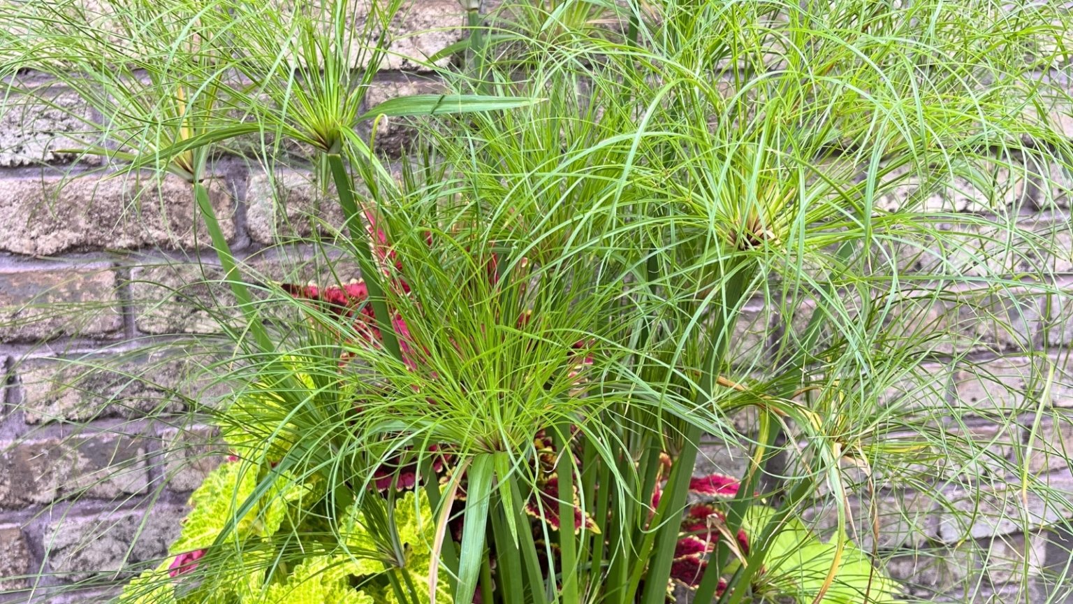 How to Plant, Grow, and Care for 'King Tut' Grass