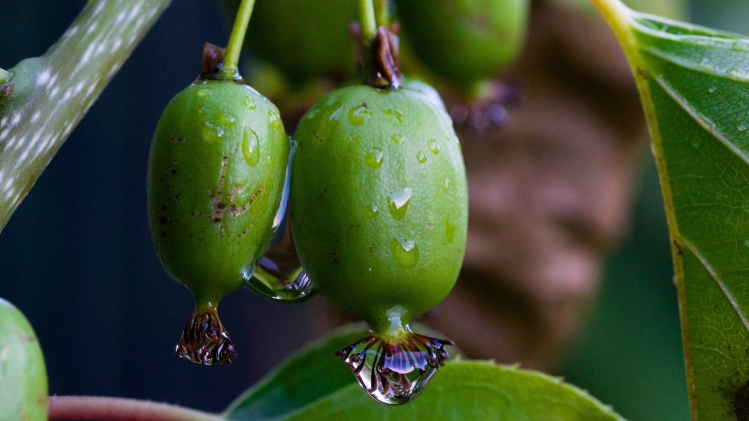 How to Plant, Grow, and Care for 'Prolific' Hardy Kiwi Vines
