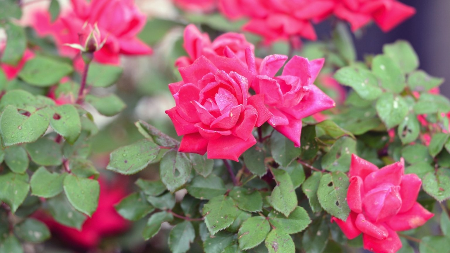 A Comprehensive Guide to Growing Roses in Zone 9