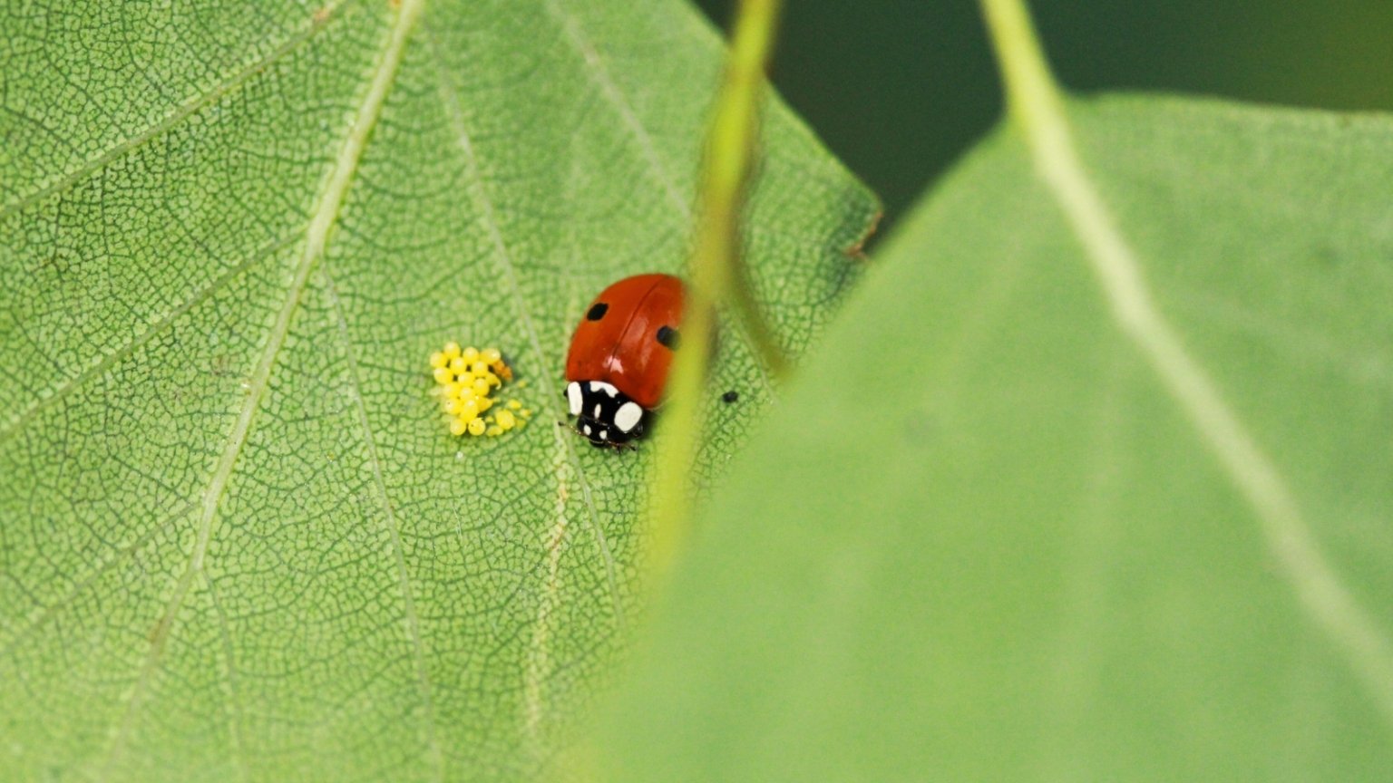 How to Tell The Difference Between Native US and Asian Ladybugs