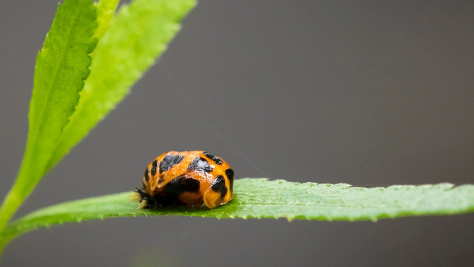 How to Tell The Difference Between Native US and Asian Ladybugs