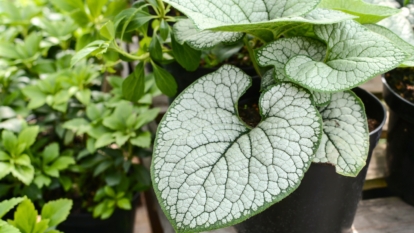 How to Plant, Grow, and Care for Brunnera