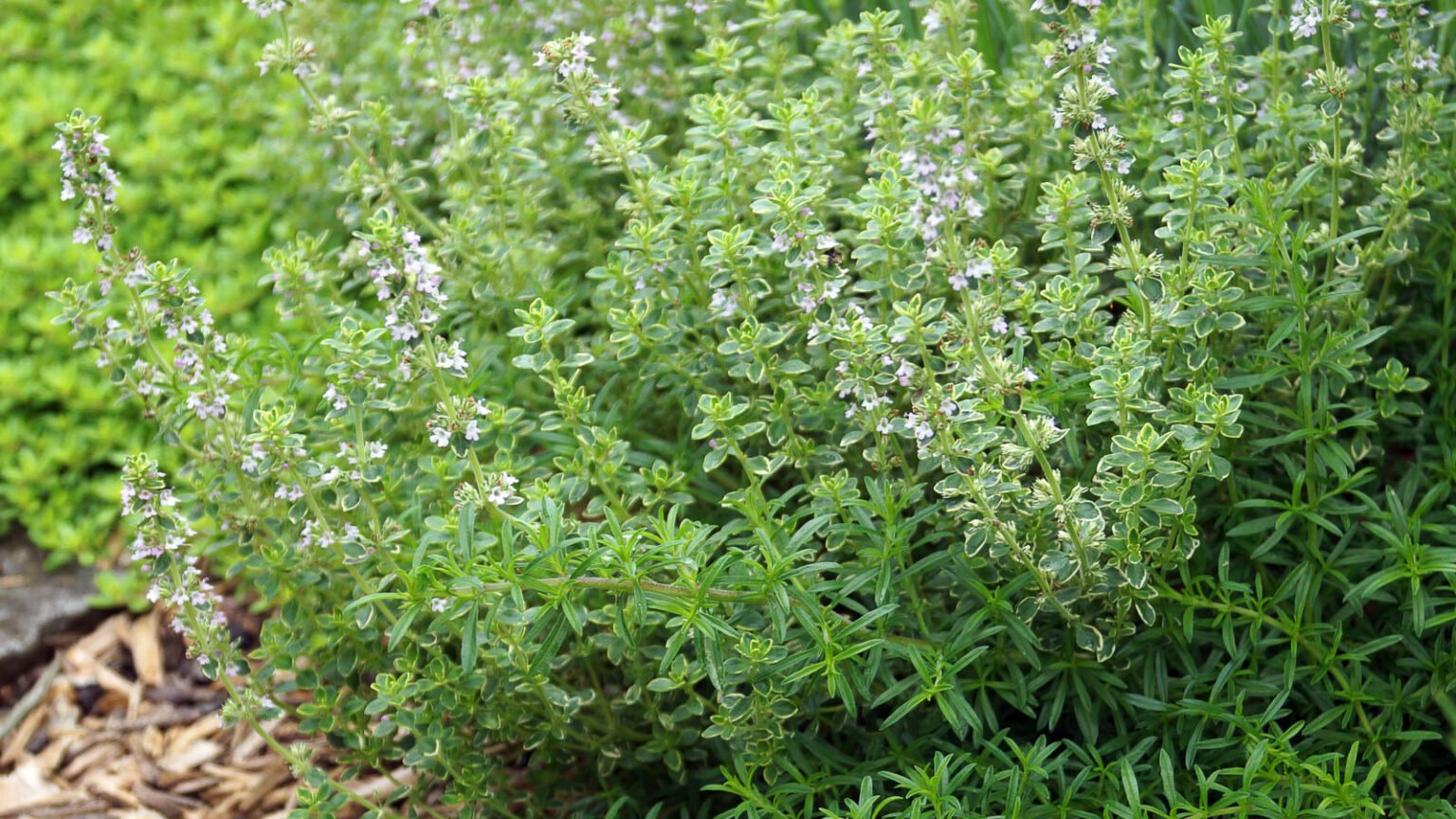 How to Plant, Grow, and Care for Lemon Thyme