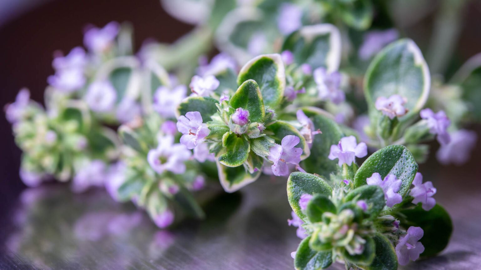 How to Plant, Grow, and Care for Lemon Thyme