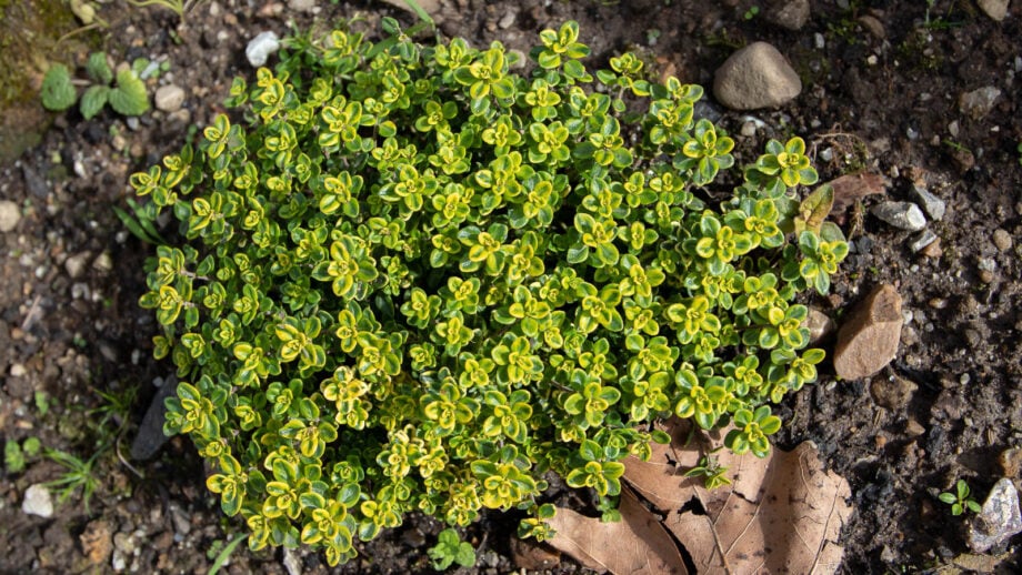 How to Plant, Grow, and Care for Lemon Thyme