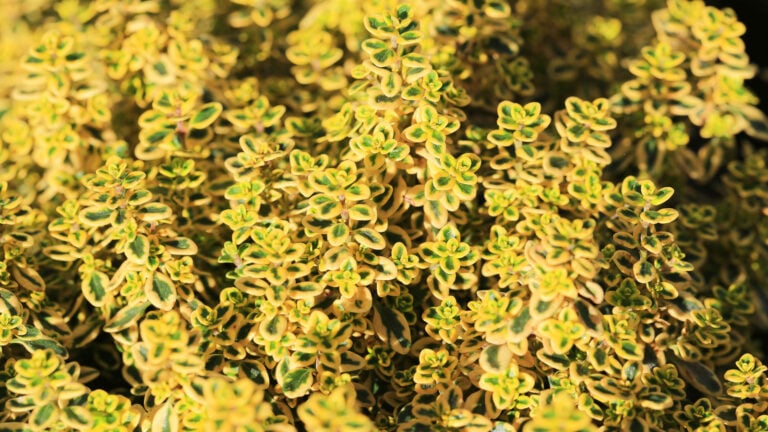 How to Plant, Grow, and Care for Lemon Thyme