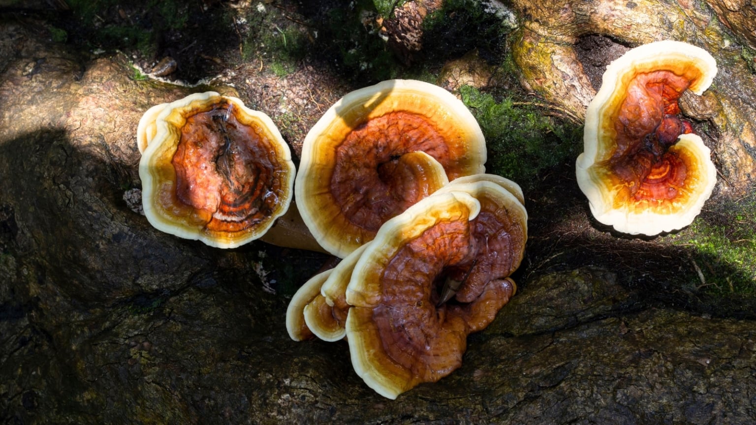 How to Plant, Grow, and Care for Reishi Mushrooms