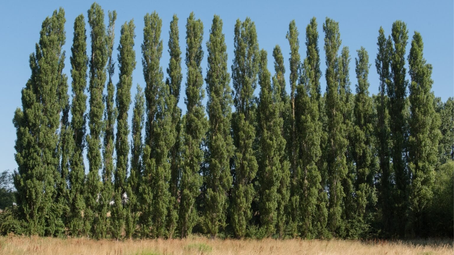 12 Narrow Columnar Trees for Small Spaces - Epic Gardening