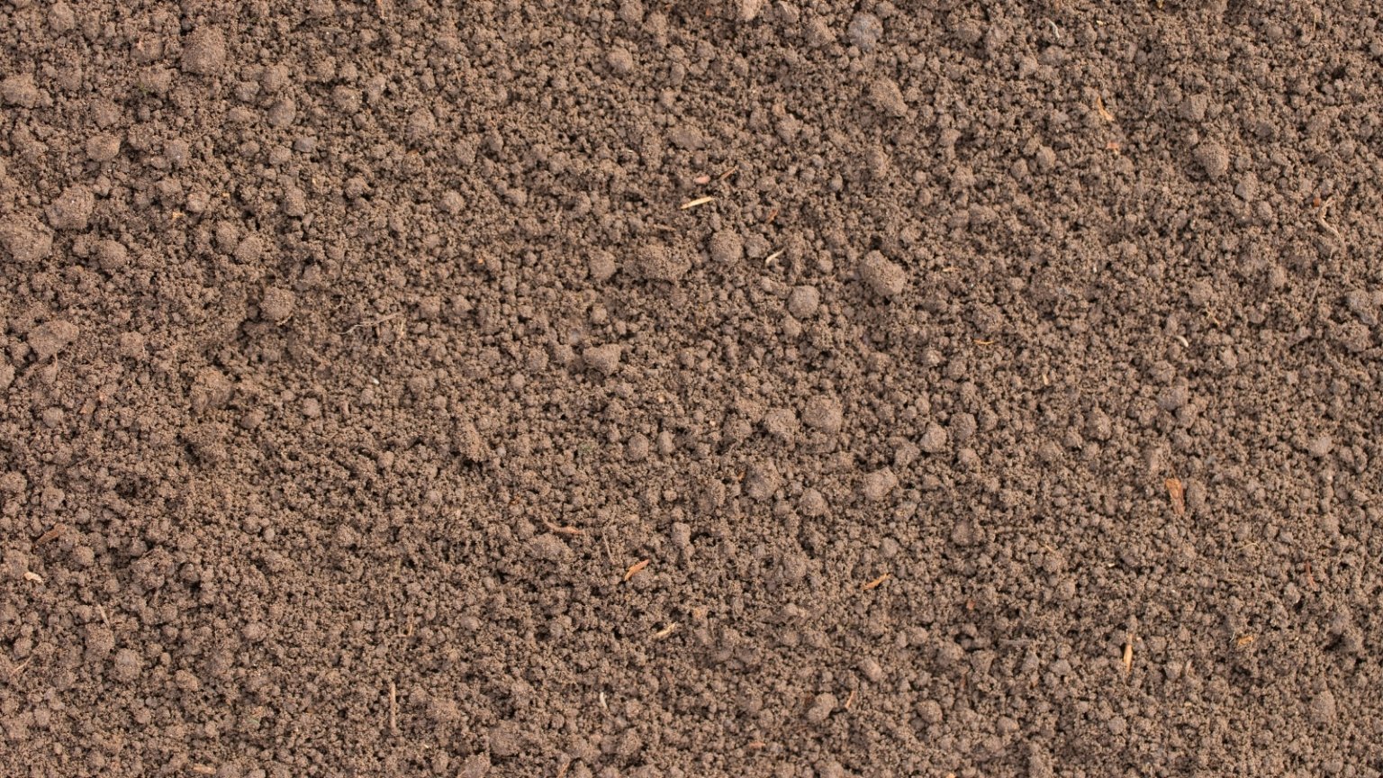 How to Plant, Grow, and Care for Moon Flower