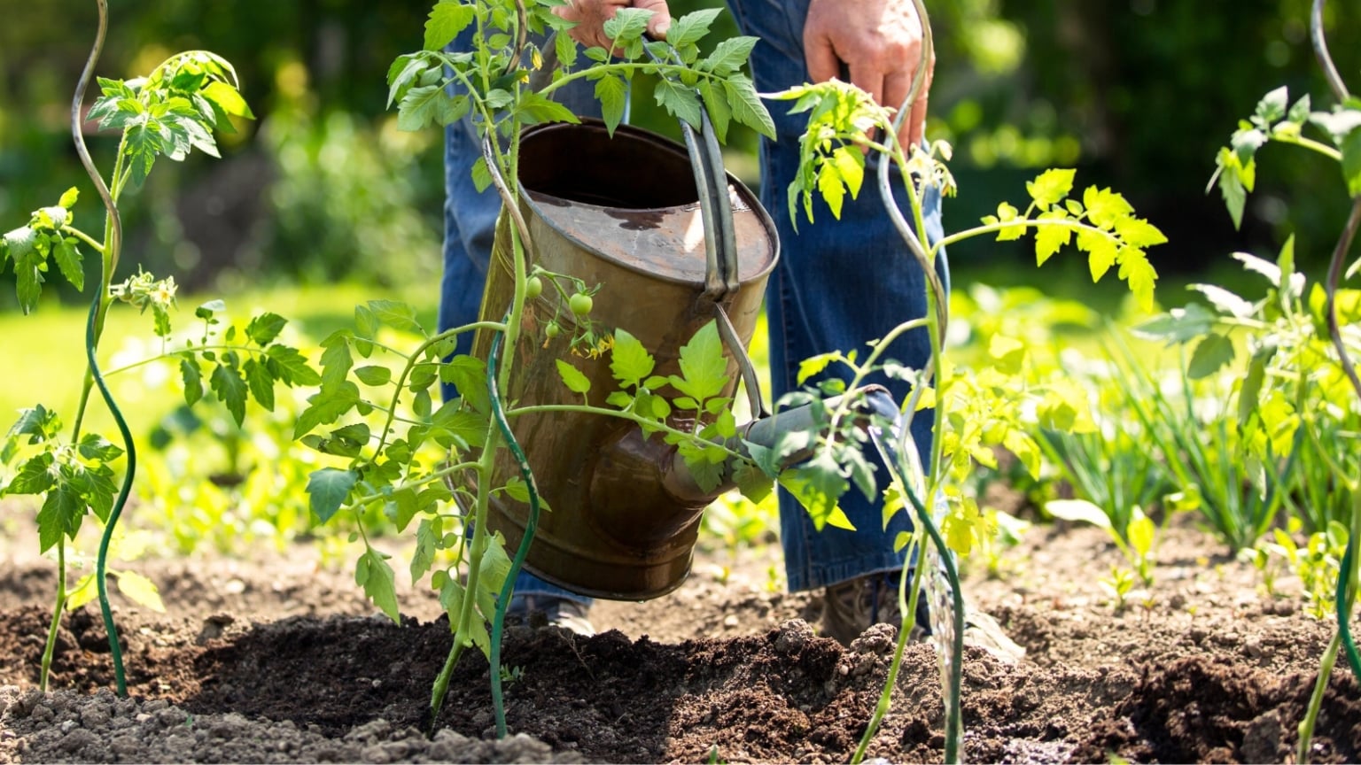How to Plant, Grow, and Care for 'San Marzano' Tomatoes