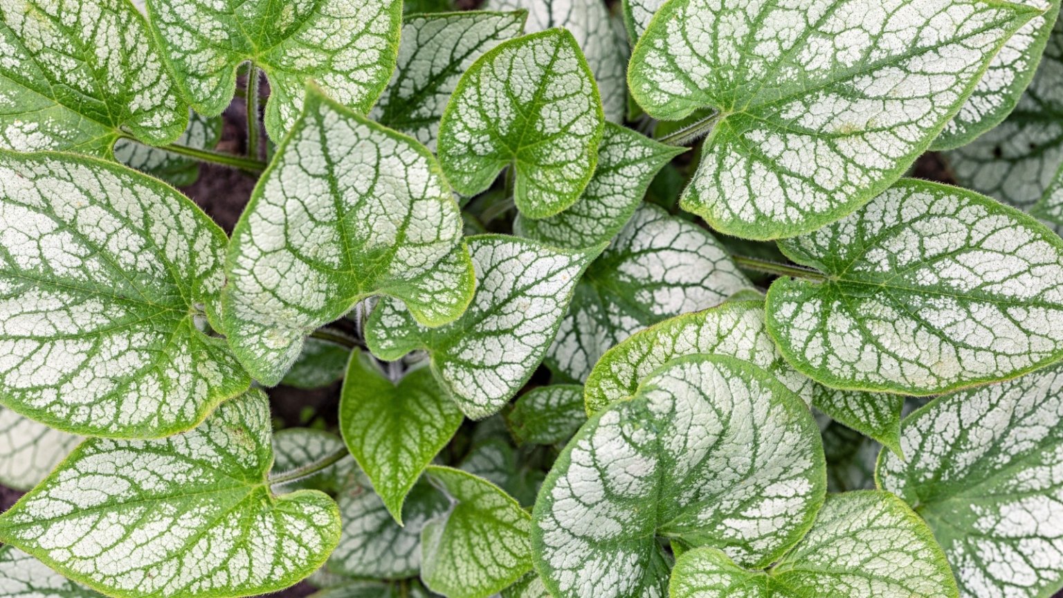 How to Plant, Grow, and Care for Brunnera