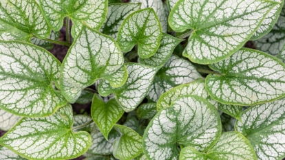 How to Plant, Grow, and Care for Brunnera