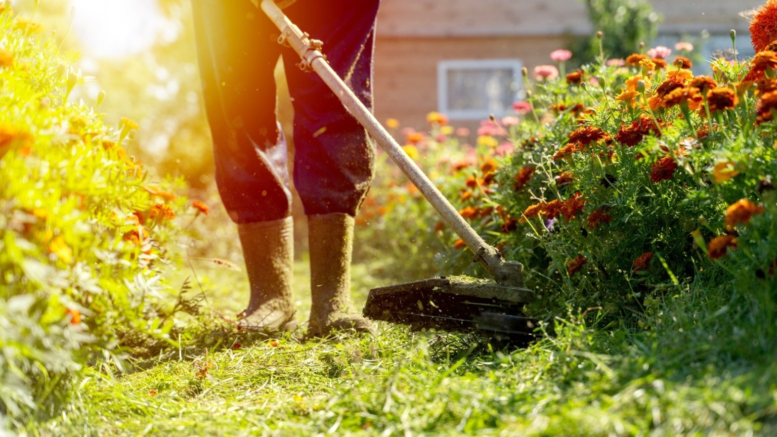 How to Convert Your Lawn Into a Flowering Meadow