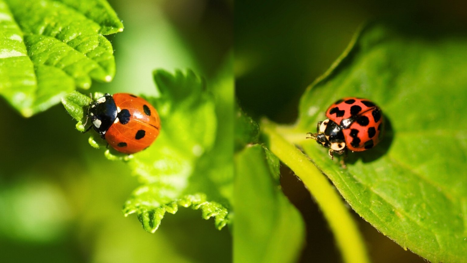How to Tell The Difference Between Native US and Asian Ladybugs