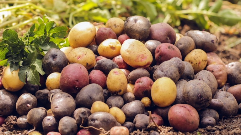 9 Tips for Growing Loads of Potatoes in Raised Beds