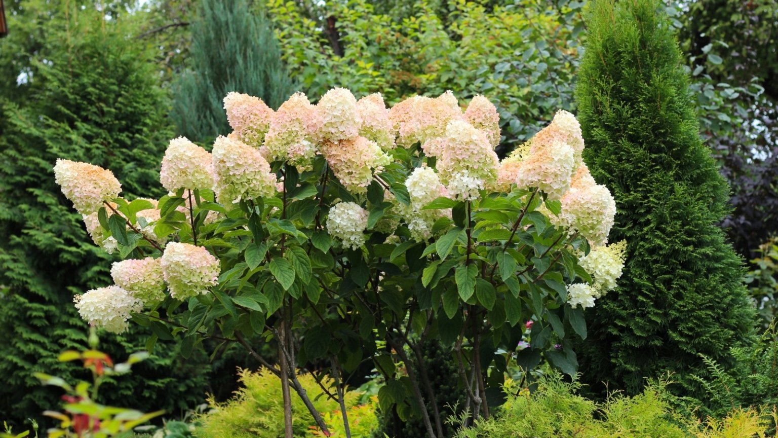 How to Plant, Grow, and Care for 'PeeGee' Hydrangeas