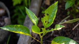 What's Eating My Pepper Plant? Pepper Pests
