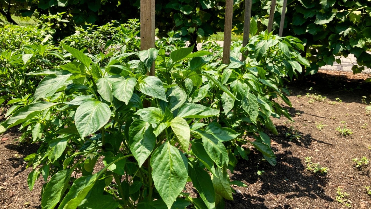 How Far Apart Should You Space Pepper Plants?