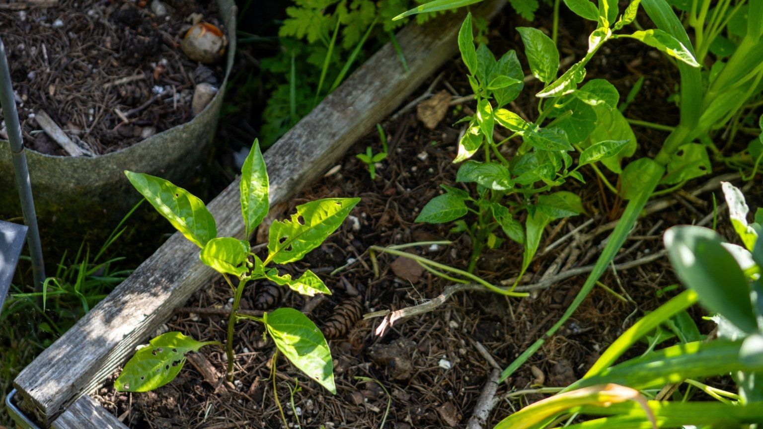 How Far Apart Should You Space Pepper Plants?