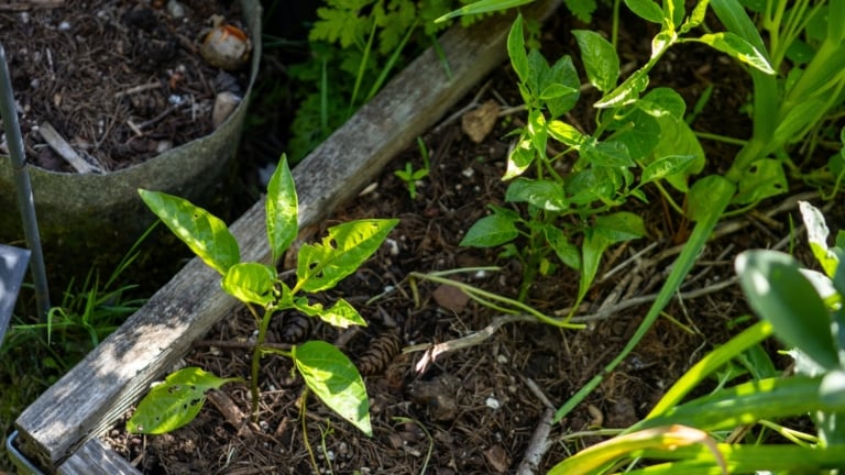 How Far Apart Should You Space Pepper Plants?