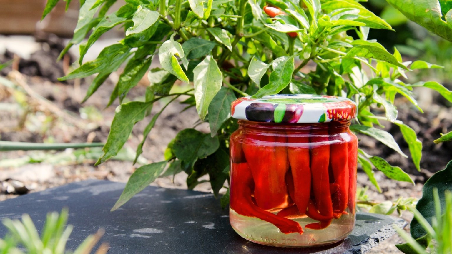 How to Plant, Grow, and Care for Serrano Peppers