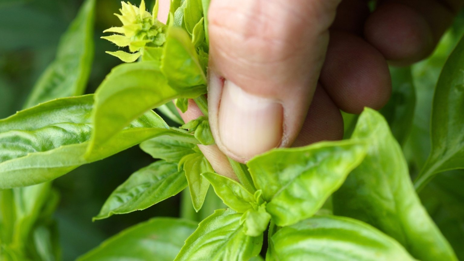 How to Prevent Your Basil From Bolting: 7 Pro Tips