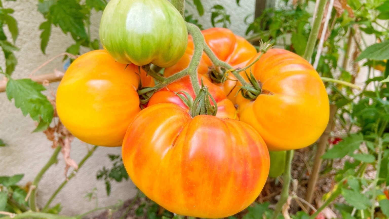 13 Tips for the Sweetest, Most Flavorful Tomatoes