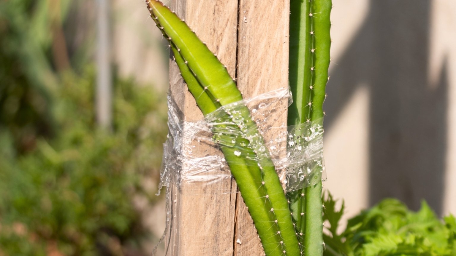 Complete Beginner's Guide to Growing Dragon Fruit