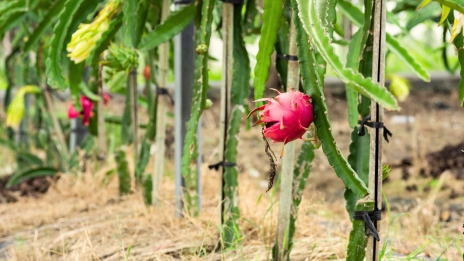 Complete Beginner's Guide to Growing Dragon Fruit
