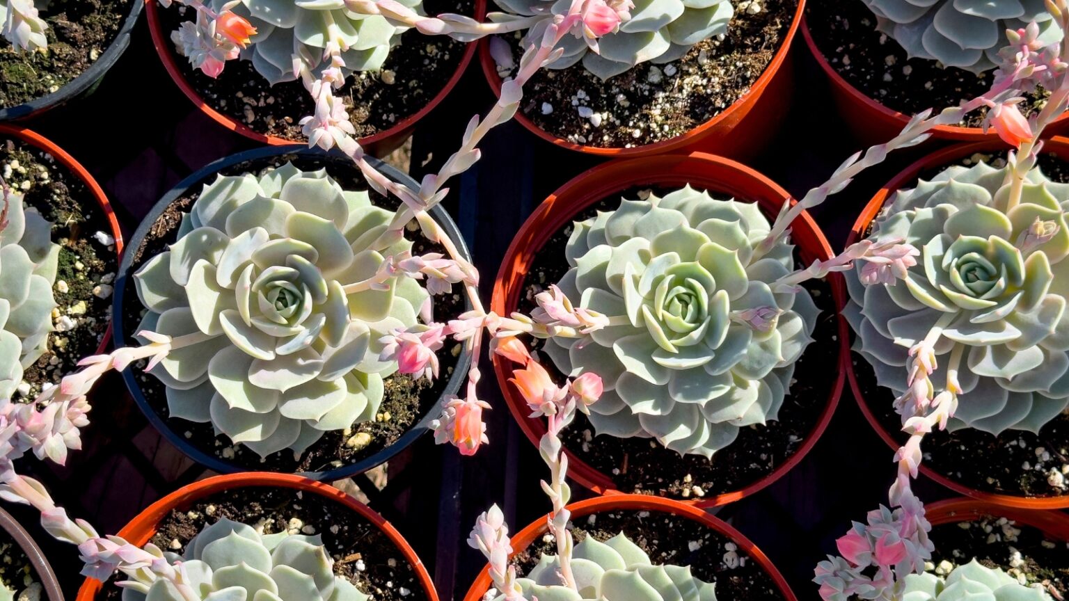 How to Plant, Grow, and Care for Echeveria Lola